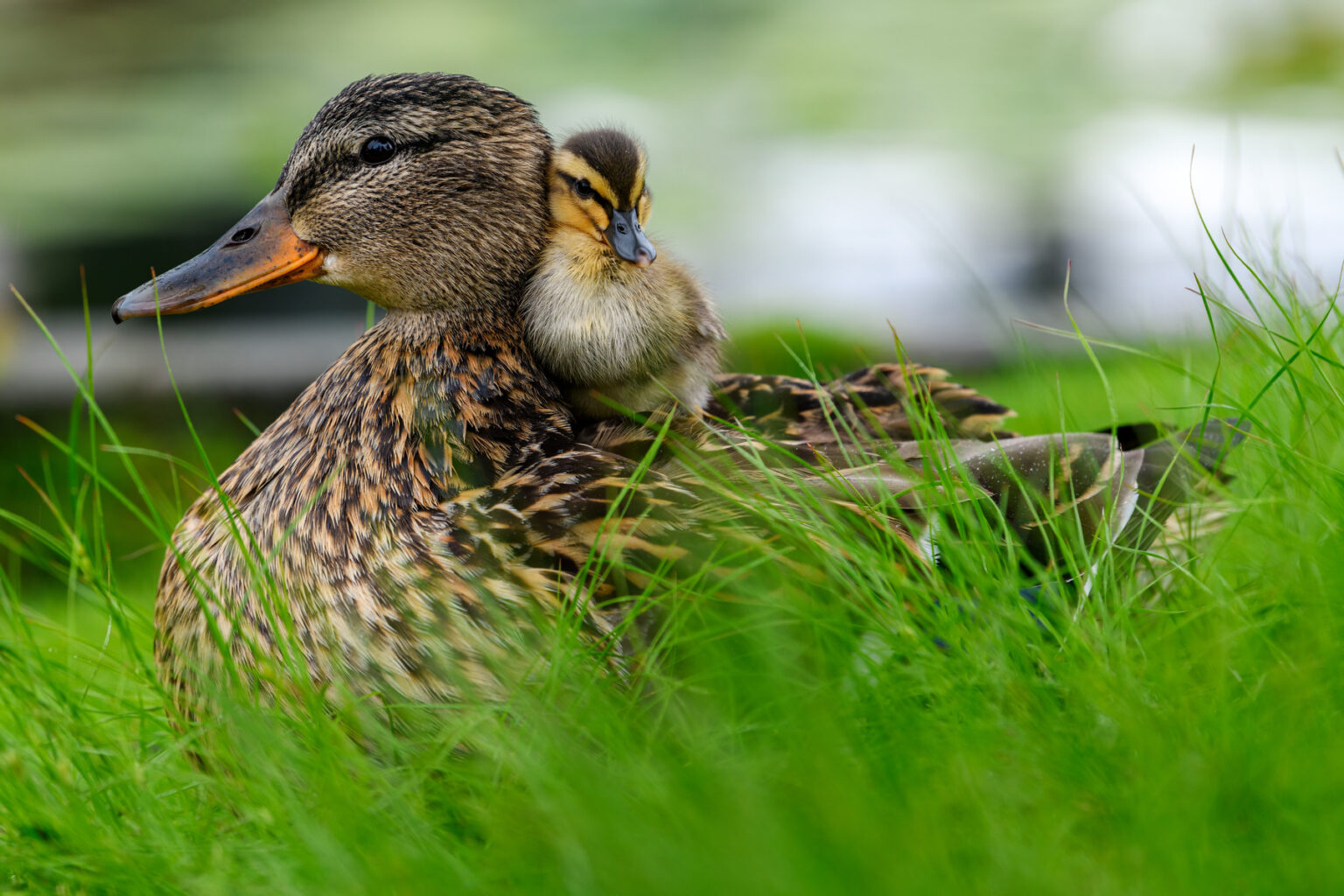 Chick and Duckling Imprinting - Backyard Poultry